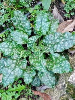 Pulmonaria Silver Bouquet - Plućnjak, Medunika