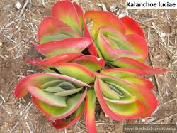 Kalanchoe luciae - 20 semenki