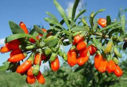 Goji Berries (seme) - Lycium barbarum ( Goji bobice )