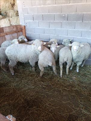 Il de Frans ovce na prodaju