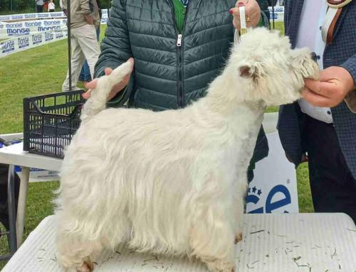 WESTIE stenci - beli patuljci sampionskog porekla