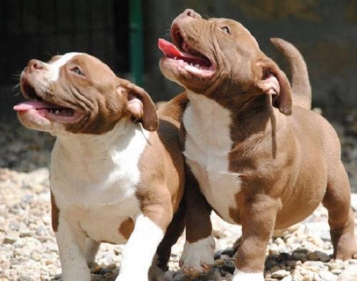 American bully pocket micro