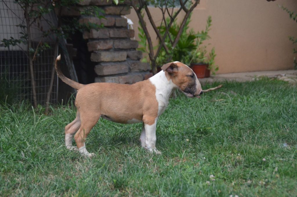 Bull Terrier štenci