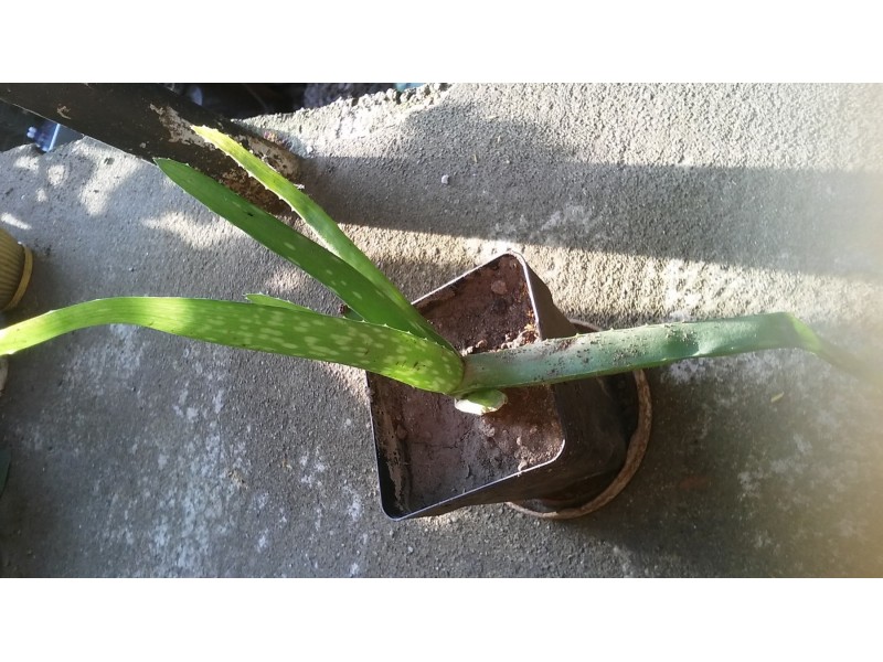 Aloe vera / Aloja
