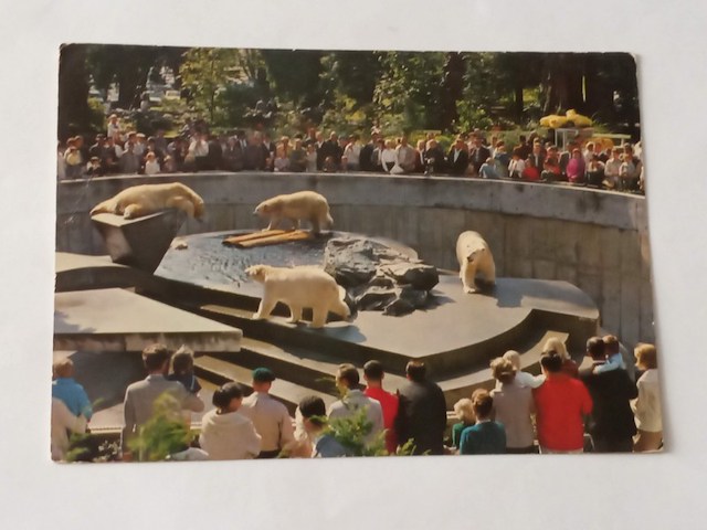Kanada - Životinje - Polarni Medvedi - Stanley Park