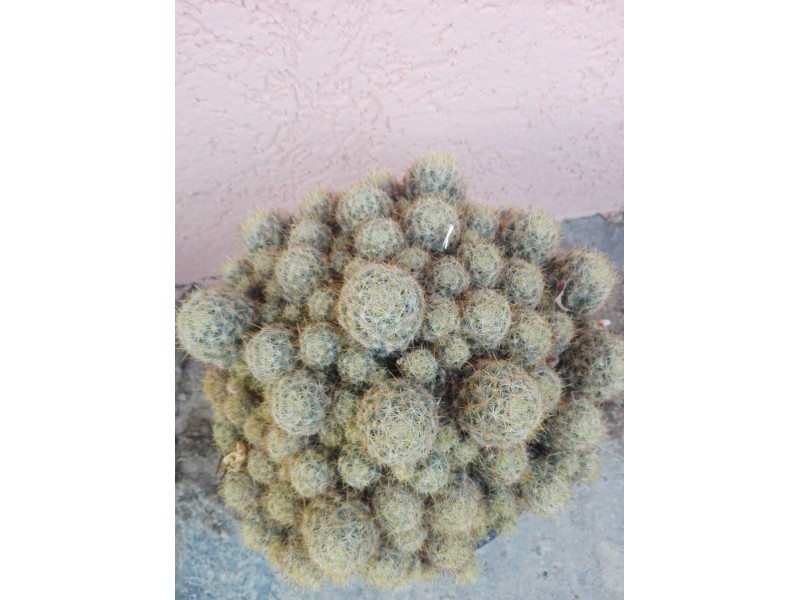 Kaktus 1