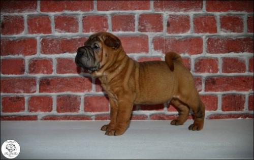 Shar Pei leglo