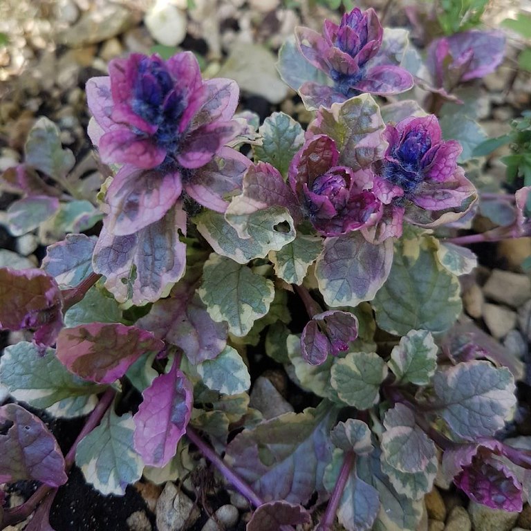 Ajuga šarena