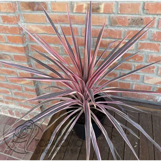 Cordyline australis ’Southern splendour’ • C5 L • 40/60 cm