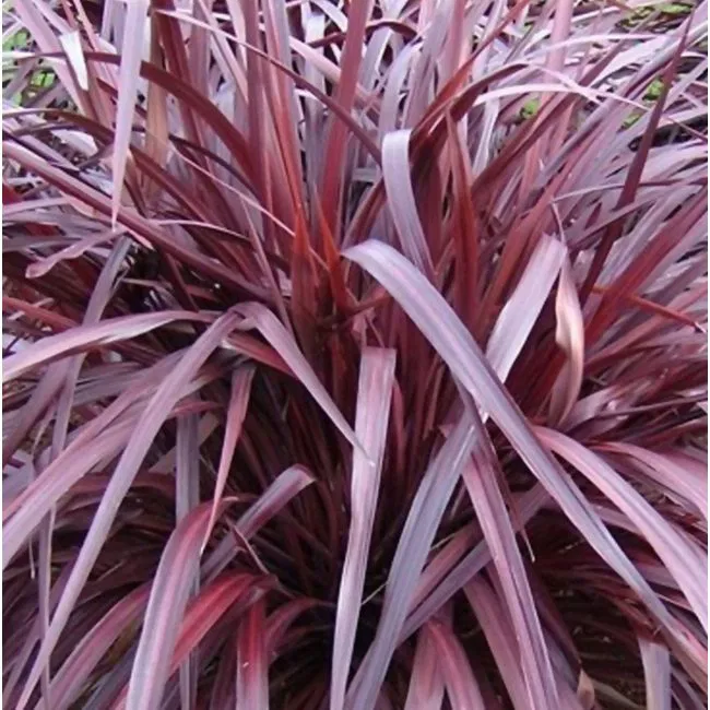 Cordyline australis ’Burgundy spire’ • C5 L • 40/60 cm