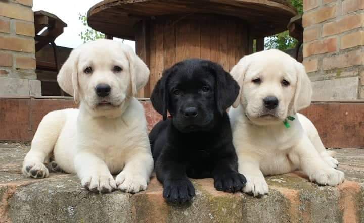 Labrador Retriver štenci