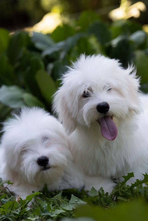 Coton de Tulear