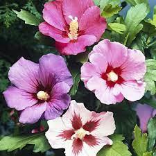 hibiskus /sirijska ruža (baštenska)