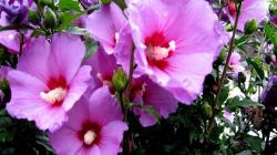 HIBISKUS bastenski - roze