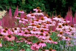 Echinacea purpurea Rosea - roze cvet