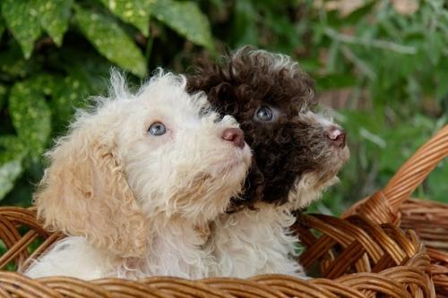 Lagotto romagnolo