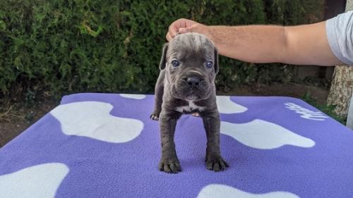 Cane corso stenci sive boje