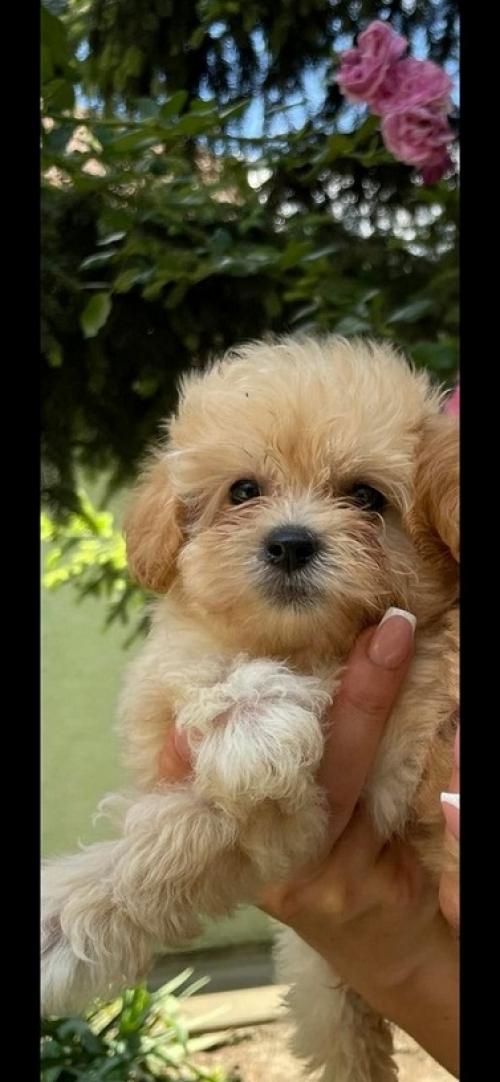 Malti poo