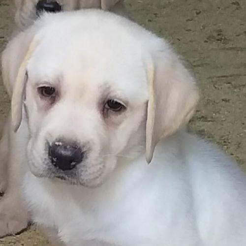 Štenci LABRADOR retrivera