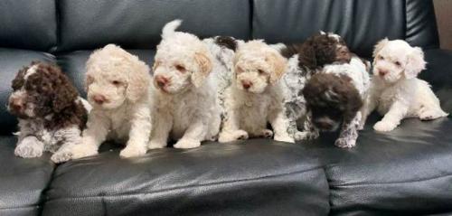 Lagotto Romagnolo štenci