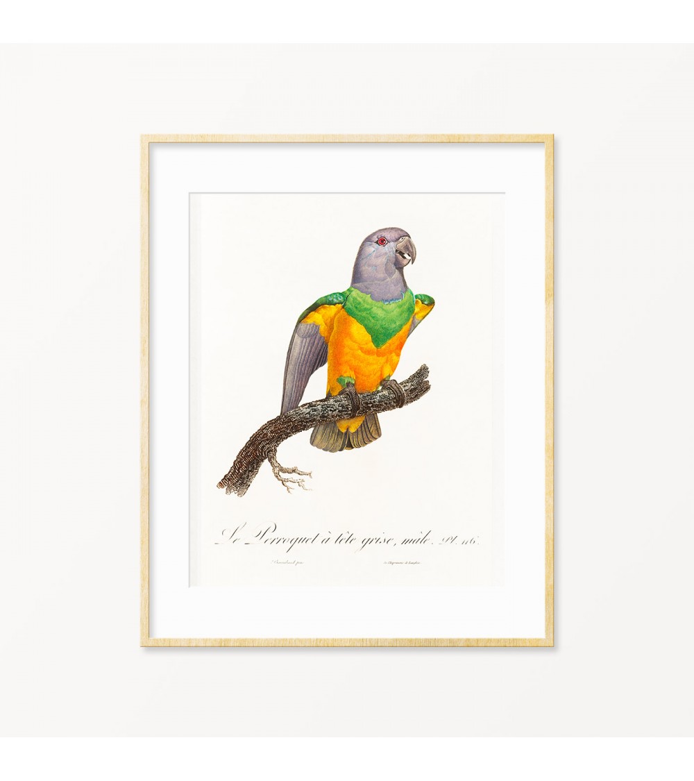 EGZOTIČNI PAPAGAJI UMETNIČKI GICLEE PRINT (ART. P-3263)