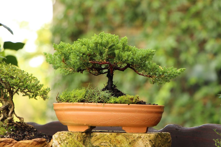 Bonsai – B35