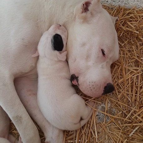 Argentinska doga-Dogo Argentino štenci