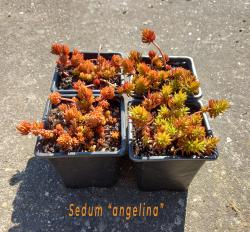 Sedum rupestre "Angelina"