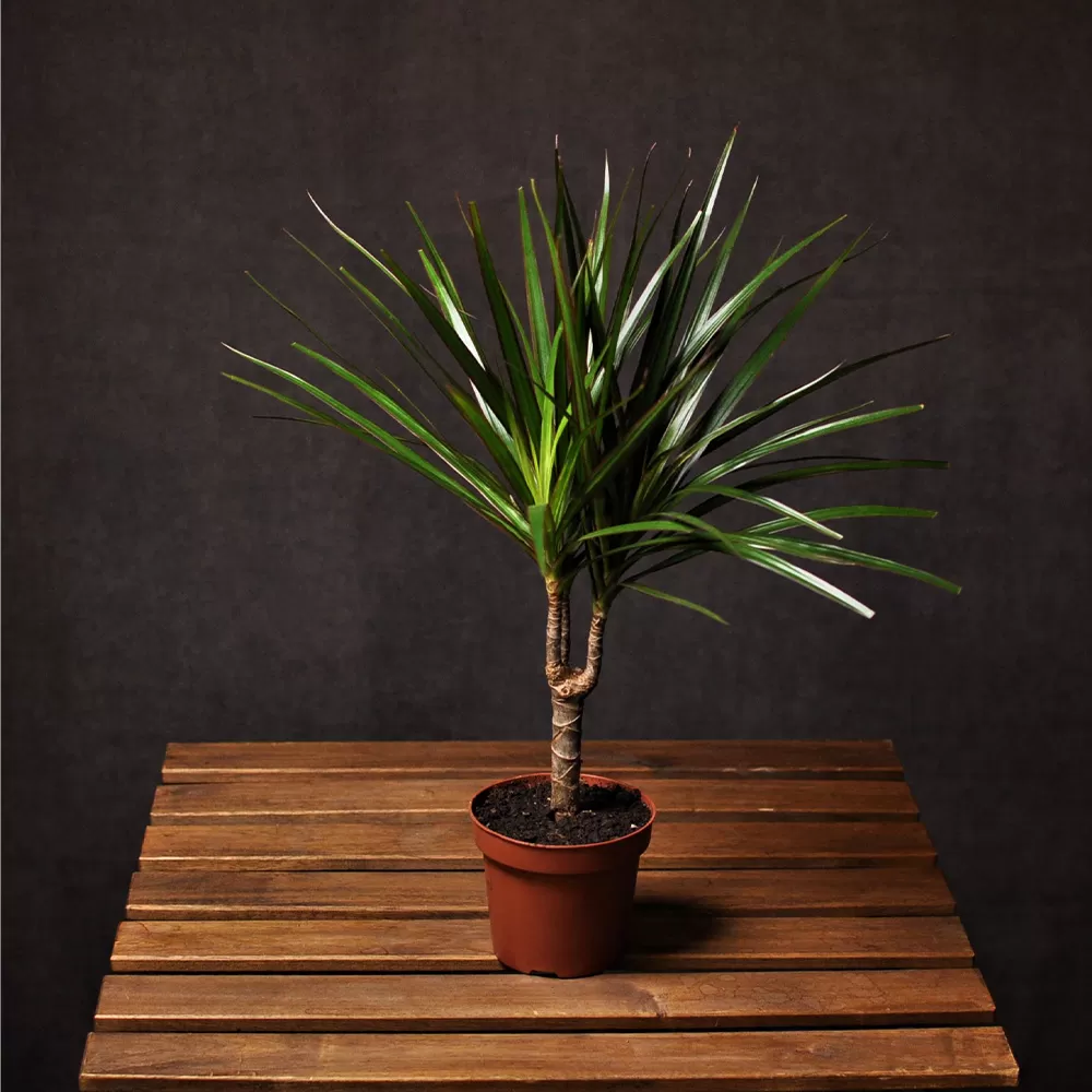 Dracena Marginata S14