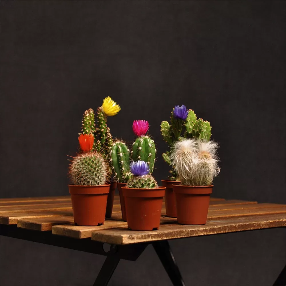 Kaktus – mini S4