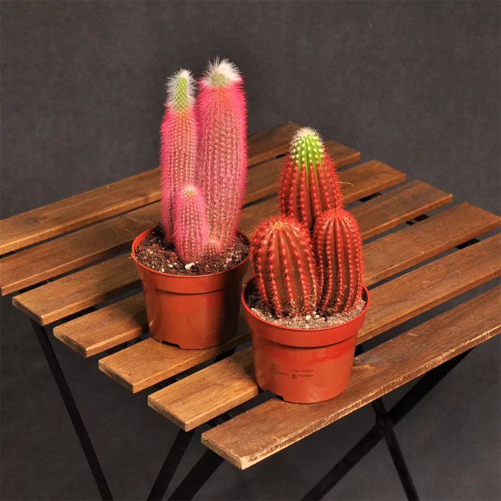 Kaktus – veliki u boji S6