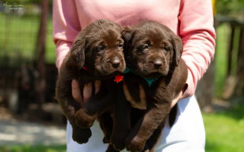 Stenci Labrador retrivera braon boje