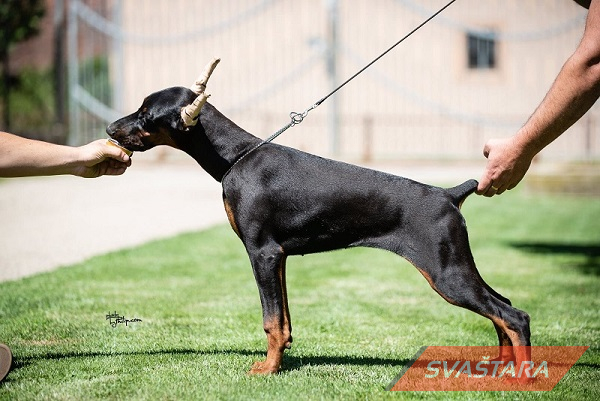 Doberman štenci