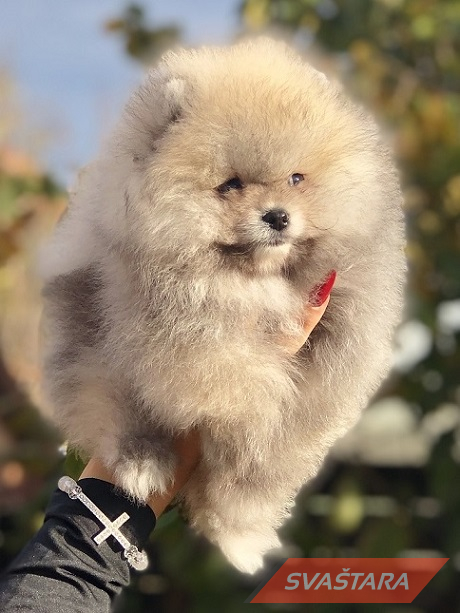 Pomeranac,Pomeranian,Boo štenci