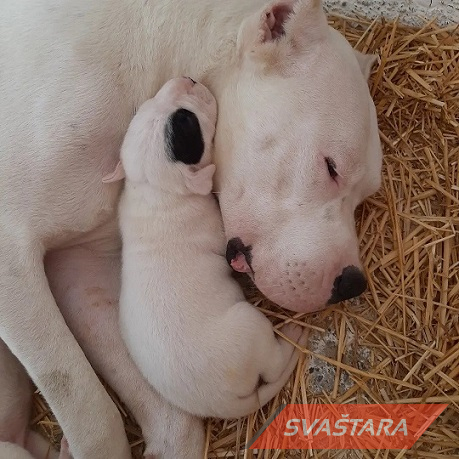 Argentinska doga-Dogo Argentino štenci