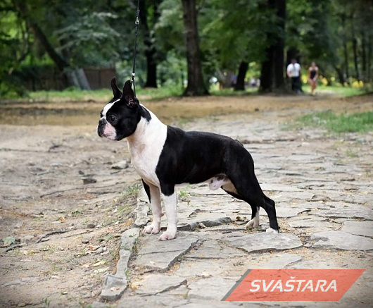 Boston terrier muzijaci slobodni za parenje