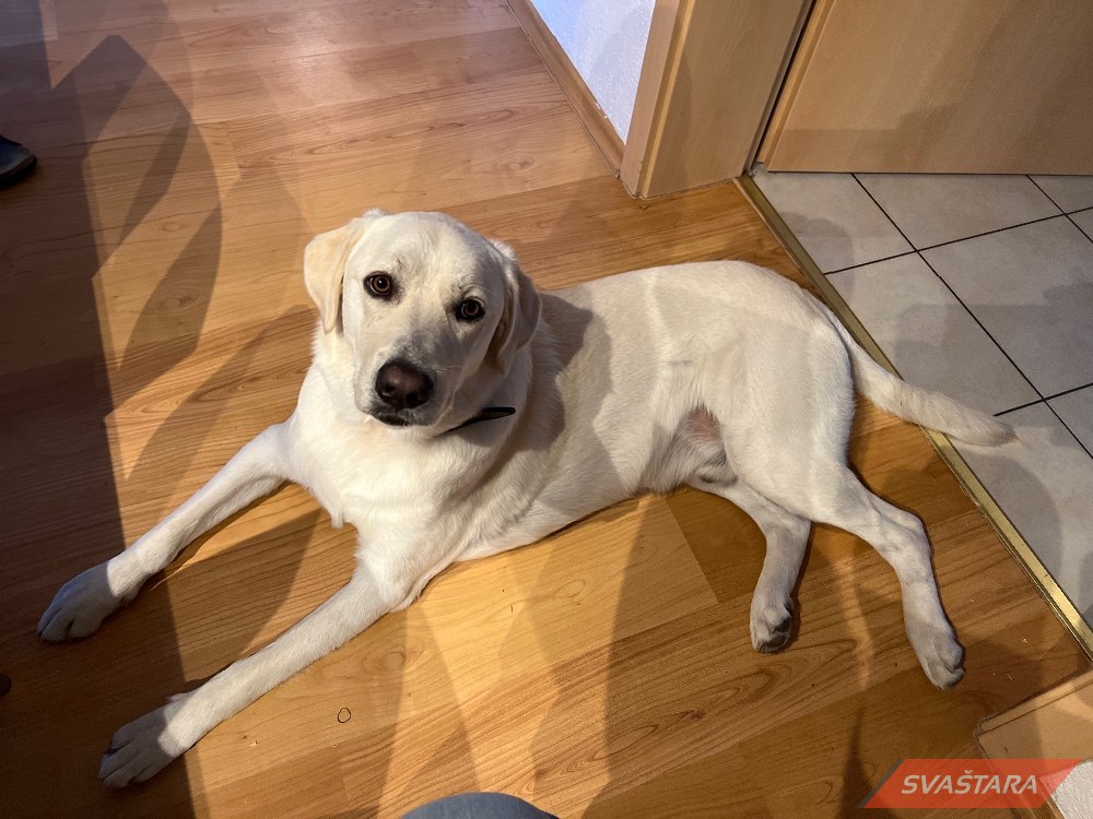 Labrador zlatni retriver