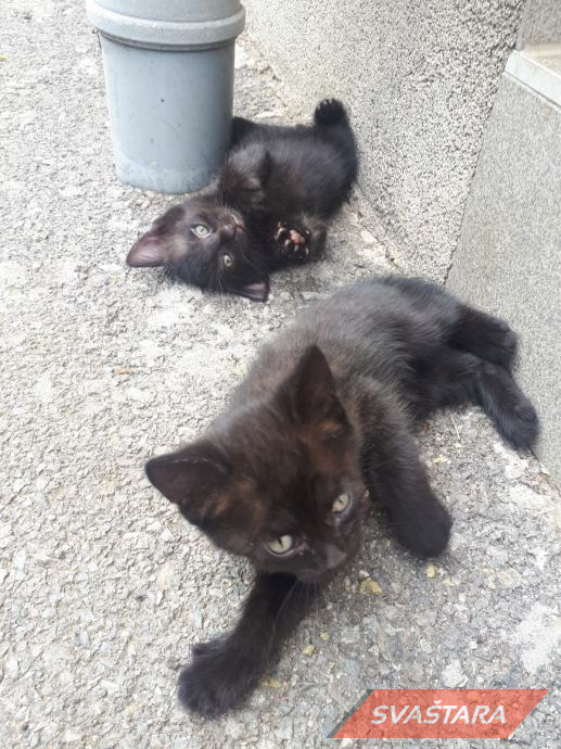 Poklanjaju se dve male crne mace