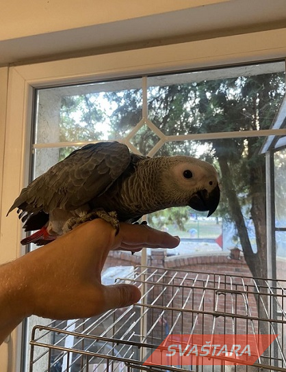 Zako papagaj rucno hranjen