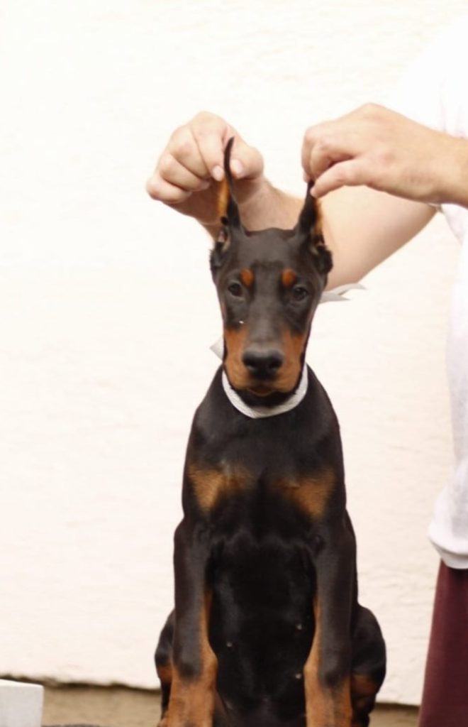 Doberman štenci