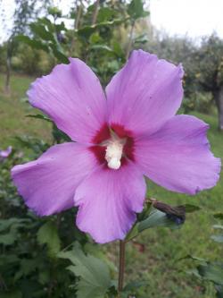 Hibiscus syriacus -sadnica