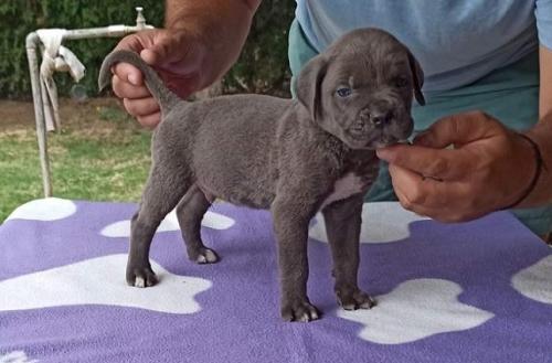 Cane corso stenci sive boje