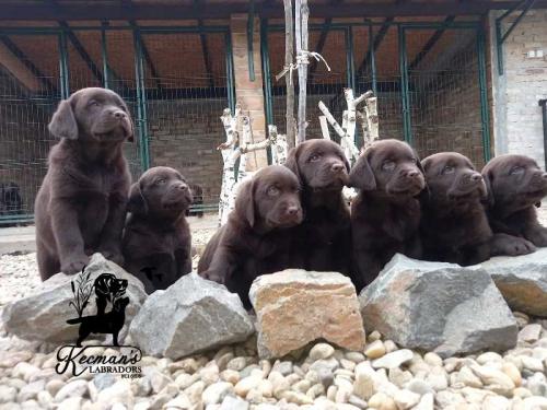 Labrador Retriver štenci, čokoladni