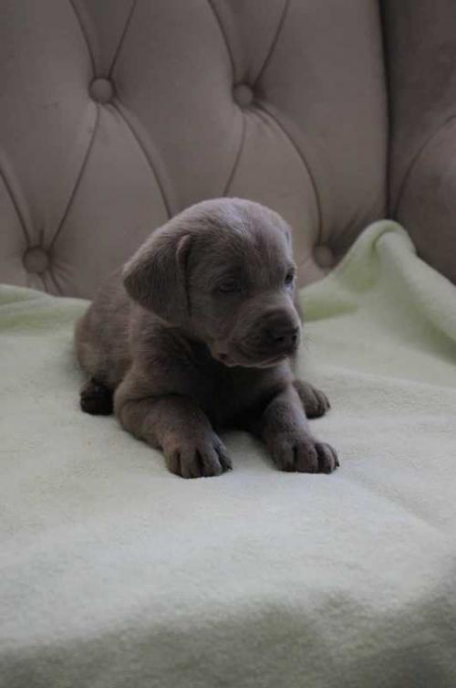 Sivi Labrador retriver štenci