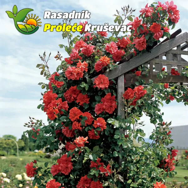 Ruža Puzavica Vesterland