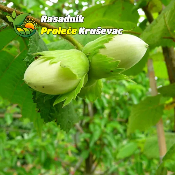 Sadnice Lešnika Istarski Dugi