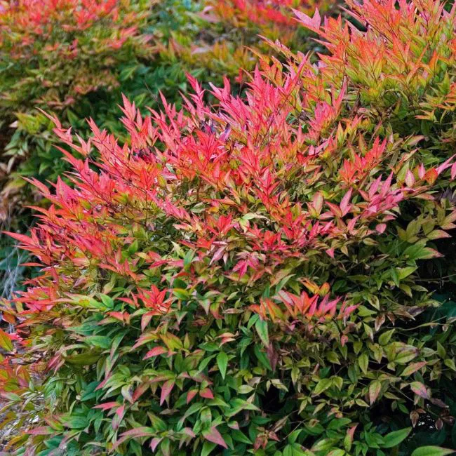 Nandina domestica 'Gulf Stream'• C3L • 20/30 cm