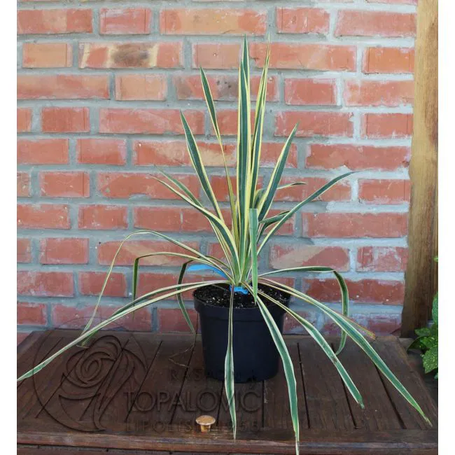 Yucca filamentosa 'Bright Edge ' • C3 L • 40+cm