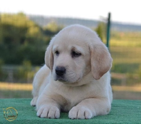 Labrador retriver