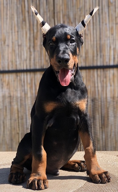 Doberman štenci